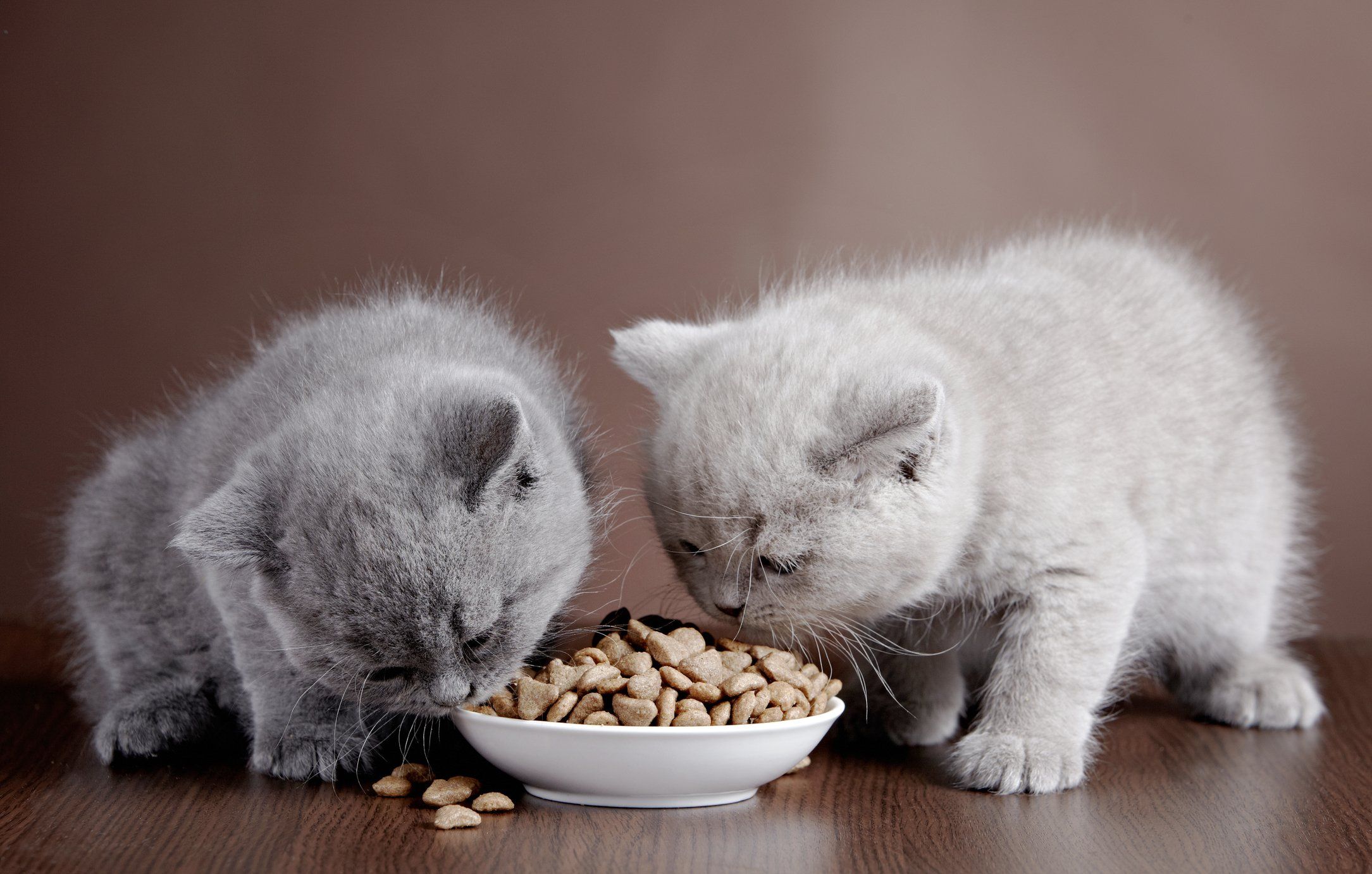 Kitten Food – Nutrient-Rich Dry & Wet Food | Pusa.PH